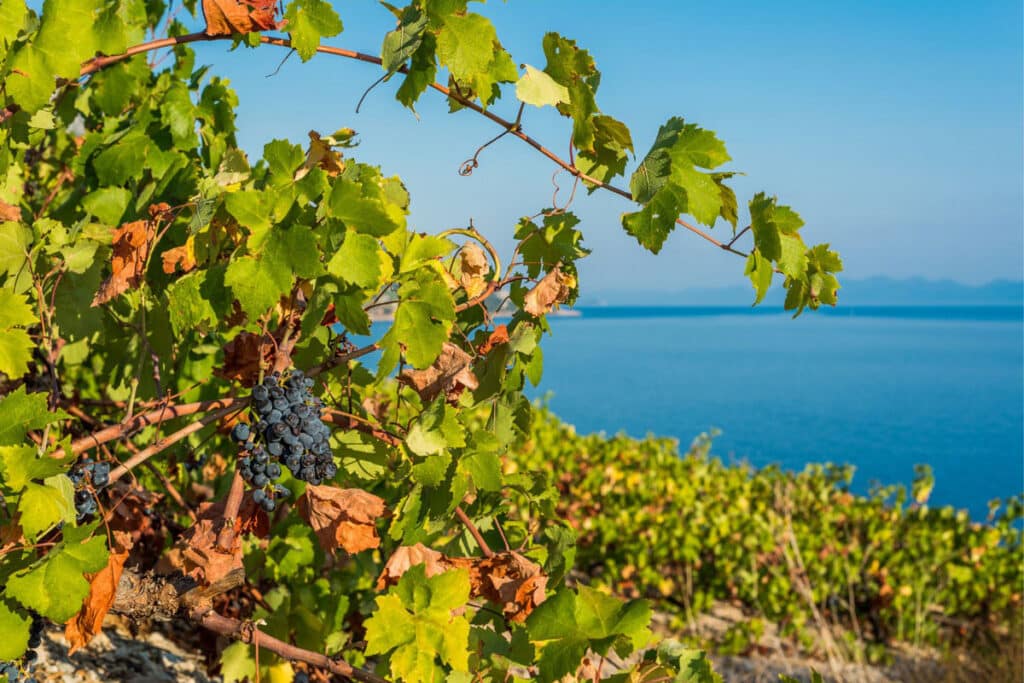 Dingač Wine - All You Need To Know About It!