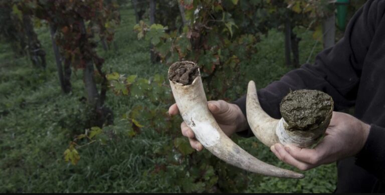 A Guide To Biodynamic Wine: Everything You Need To Know