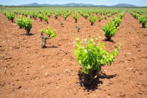 Wine Subregions - A Deep Dive into the World of Terroir - Wine & More