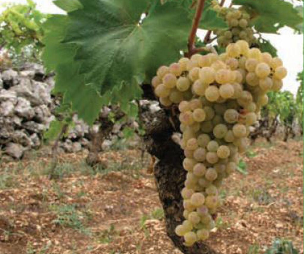 16 Best Dalmatian Wine Varieties - Wine & More